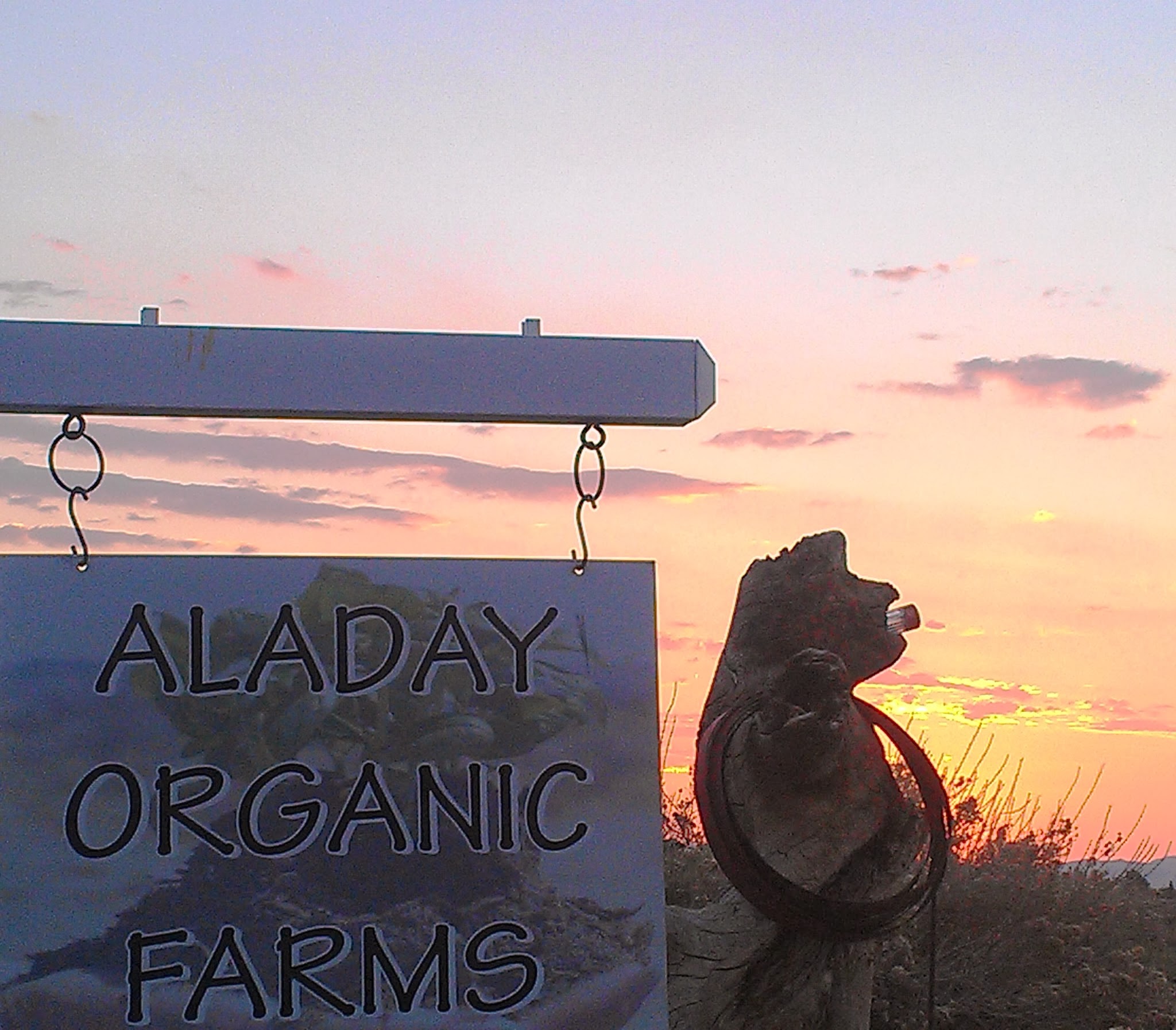 sunrise 086 – Gardening With Aladay Mobile Media
